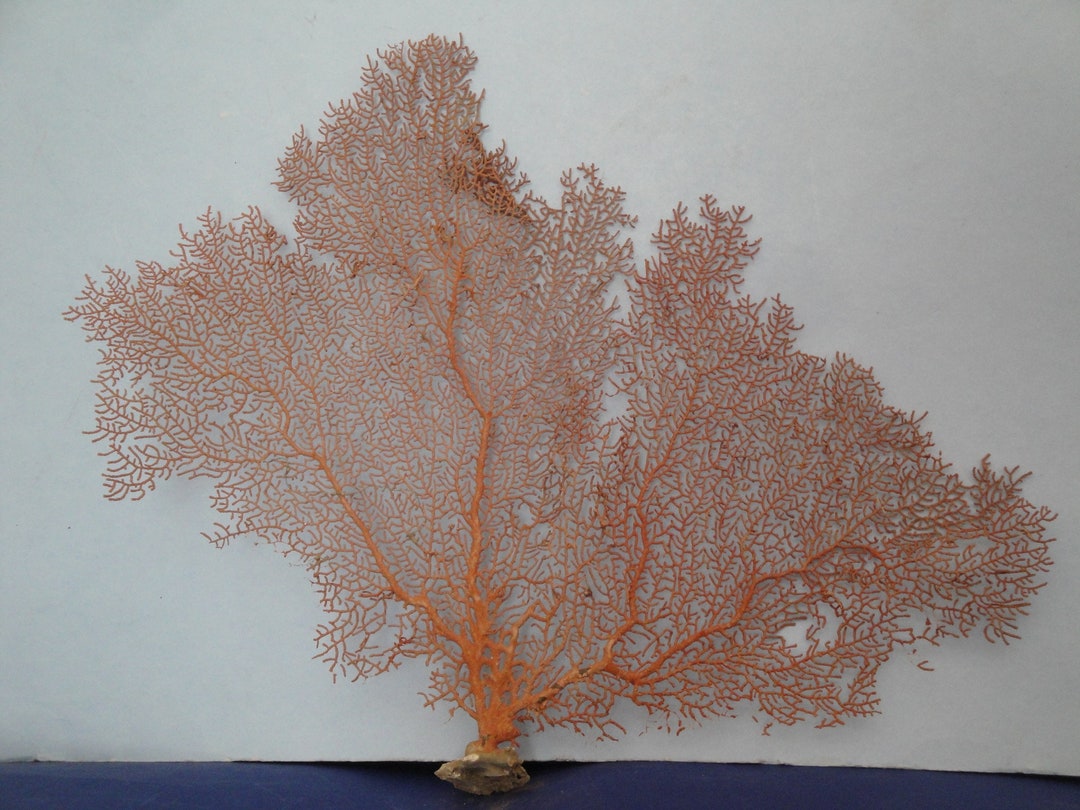 Pacifigorgia Red Color Large Sea Fan 17 X 14 Seashells Reef Coral - Etsy