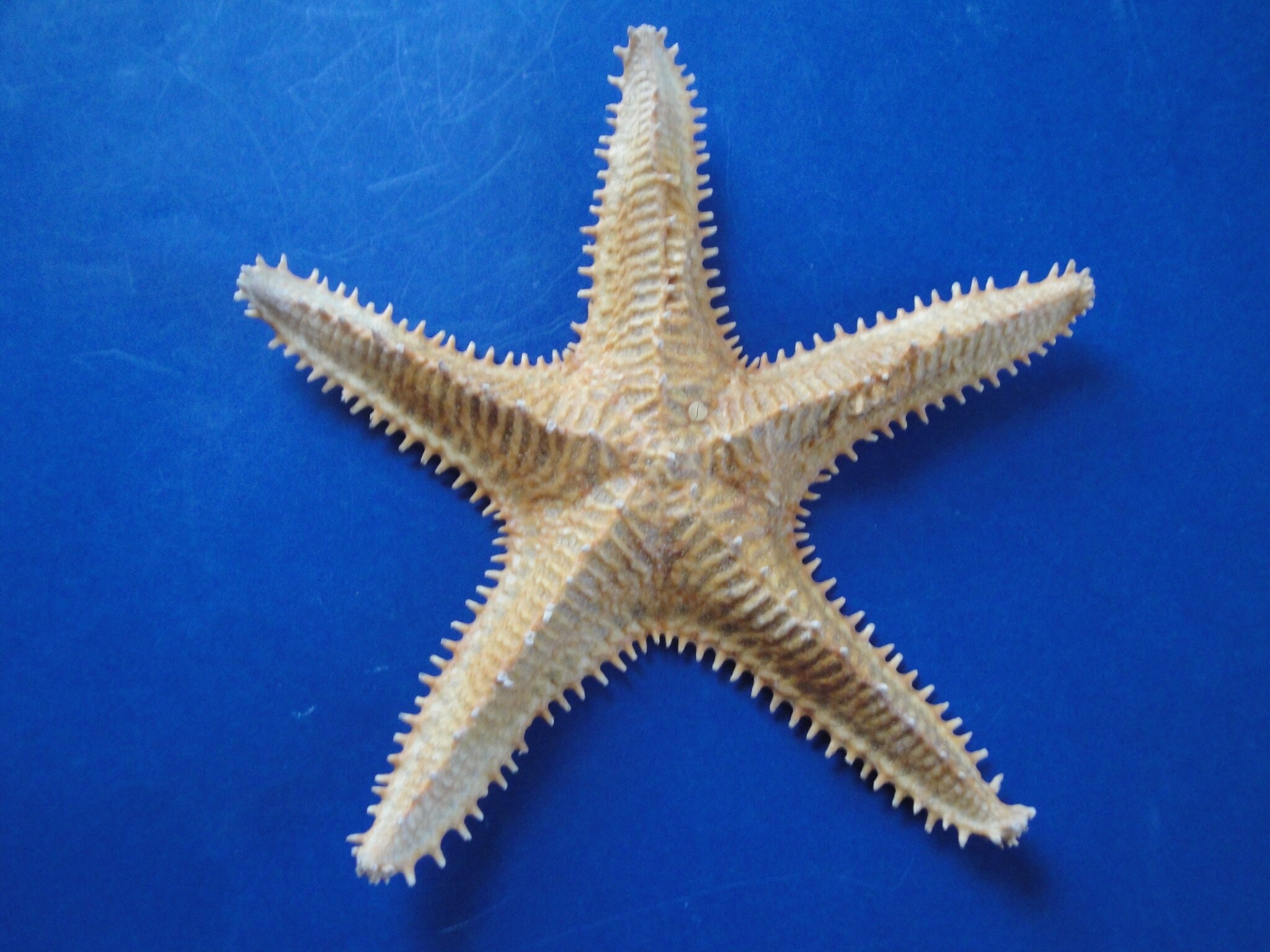 Ceramics & Pottery Seashells Sea Shell 7.5 Large Saw Starfish Sculpting ...