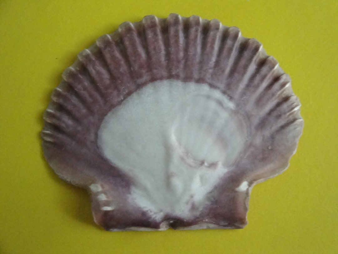 Sea Shell Seashells 3 Mexican Flat Shell - Etsy