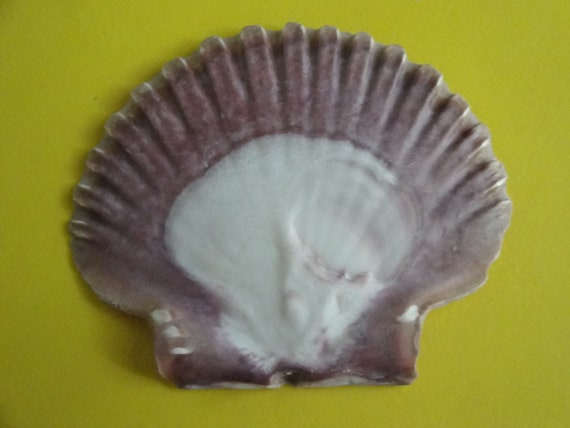 Sea Shell Seashells 3 Mexican Flat Shell | Etsy