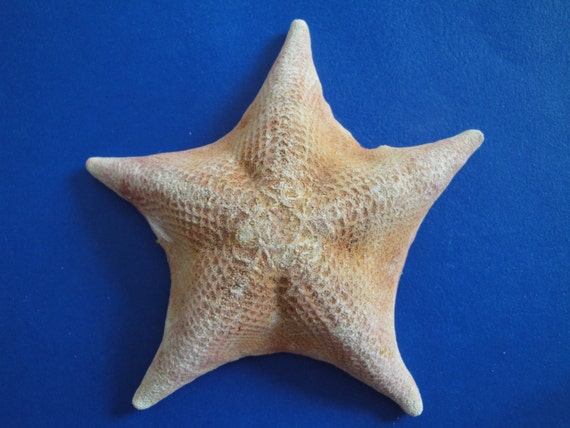 Ceramics & Pottery Seashells Sea Shell 7.5 Large Saw Starfish Sculpting ...
