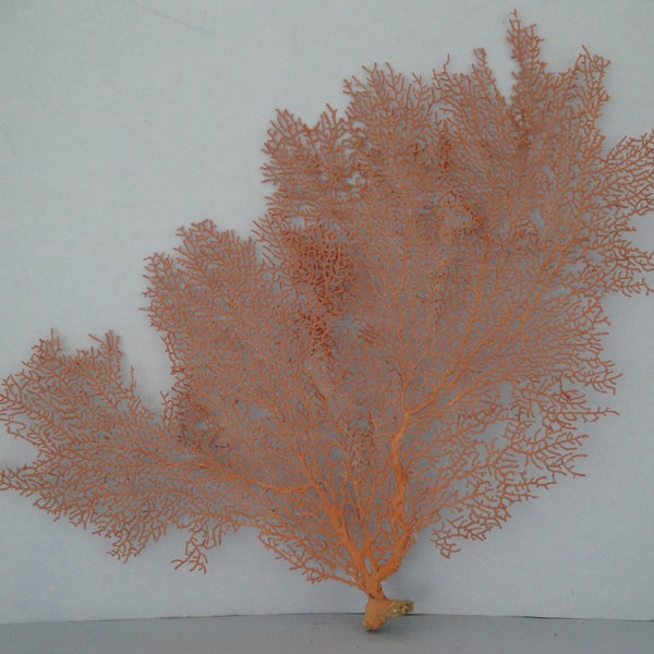 Sea Fan - Etsy