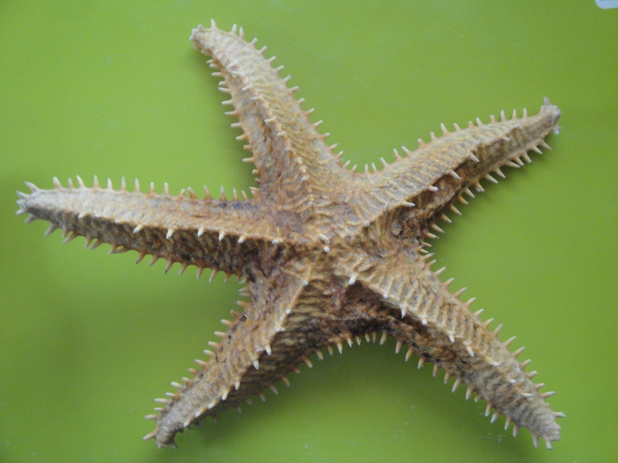 Ceramics & Pottery Seashells Sea Shell 7.5 Large Saw Starfish Sculpting ...