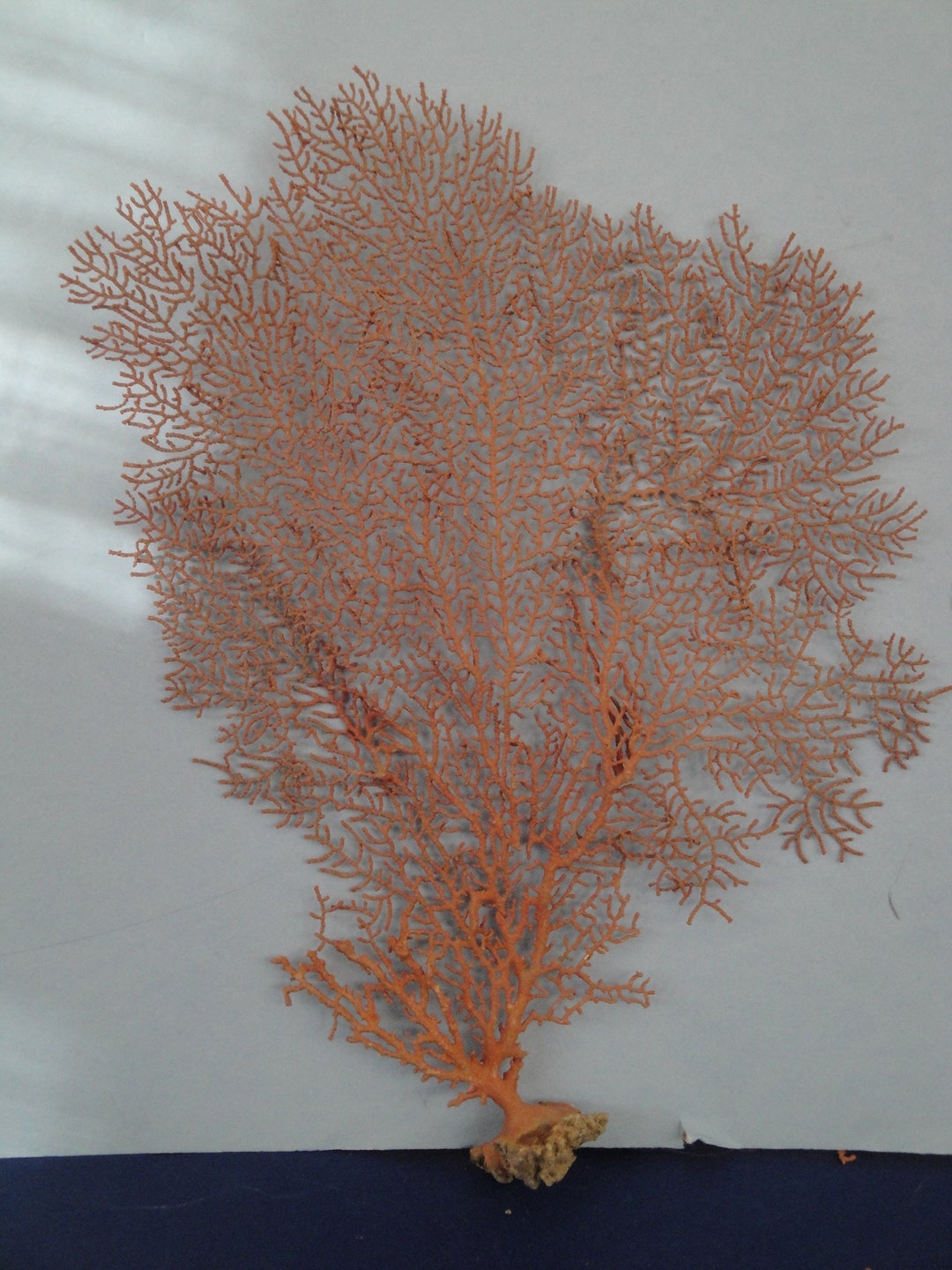 8.3" X 11.2" Pacifigorgia Red Sea Fan Seashells Reef Coral - Etsy