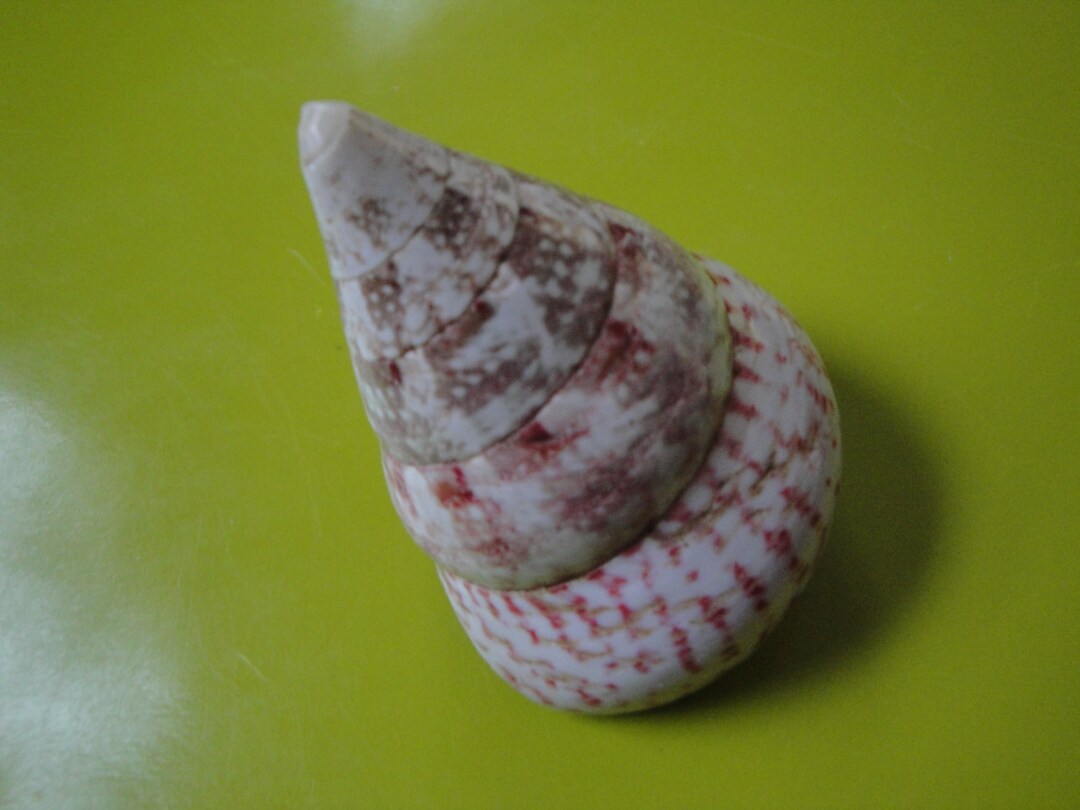 Sea Shell Seashells 2.5 Polished Red Trochus Shell - Etsy