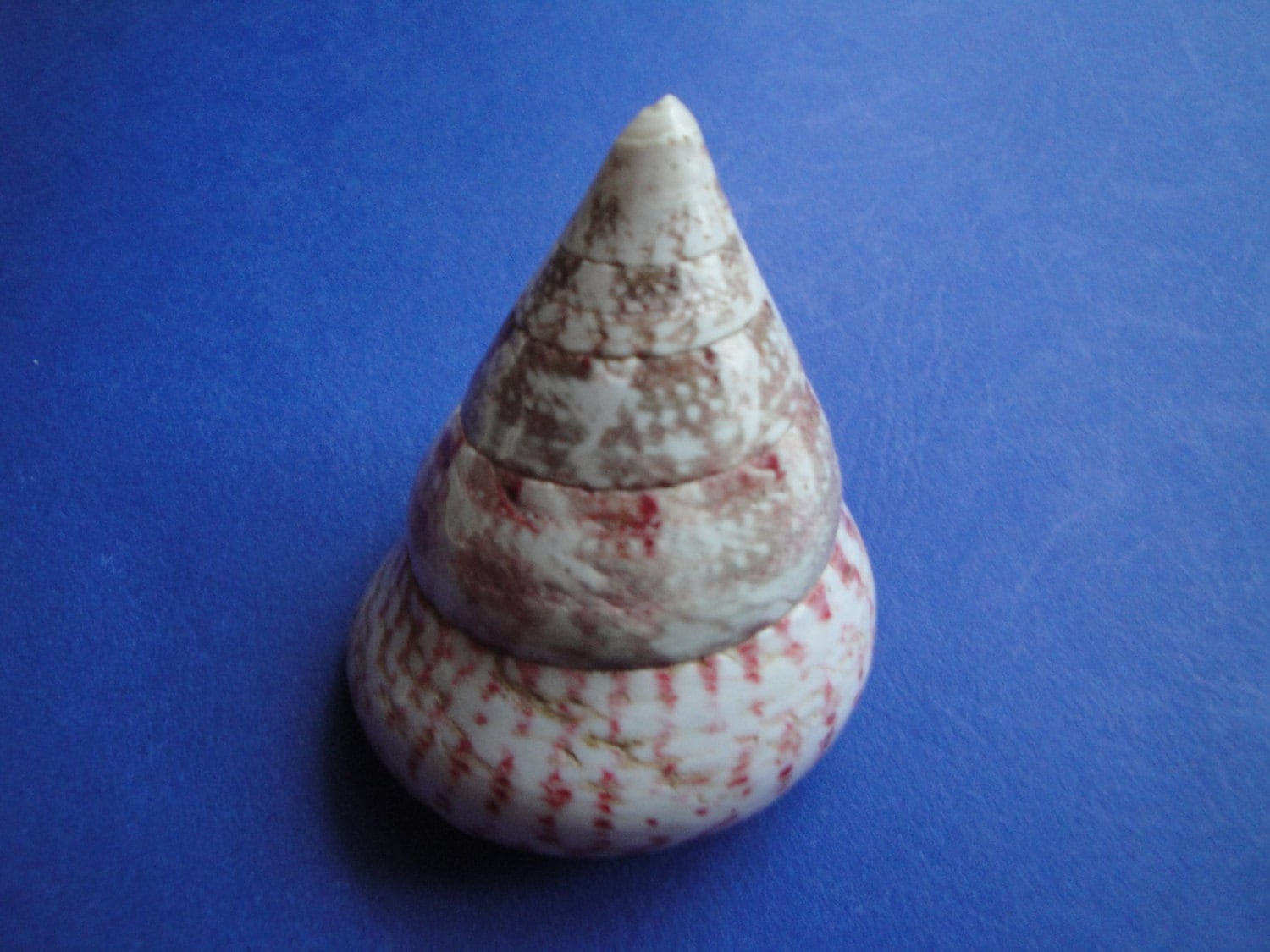 Sea Shell Seashells 2.5 Polished Red Trochus Shell - Etsy