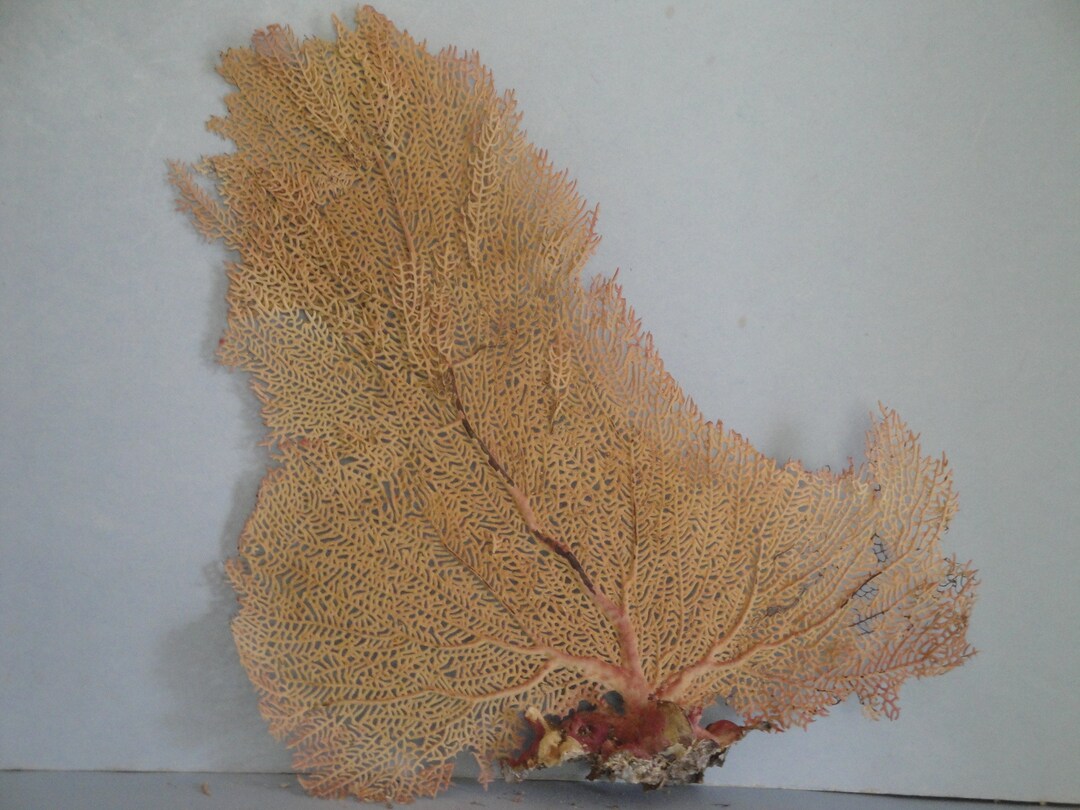 9.9 X 10.6 Natural Pink Color Sea Fan Fish Tank Seashells Reef Coral - Etsy