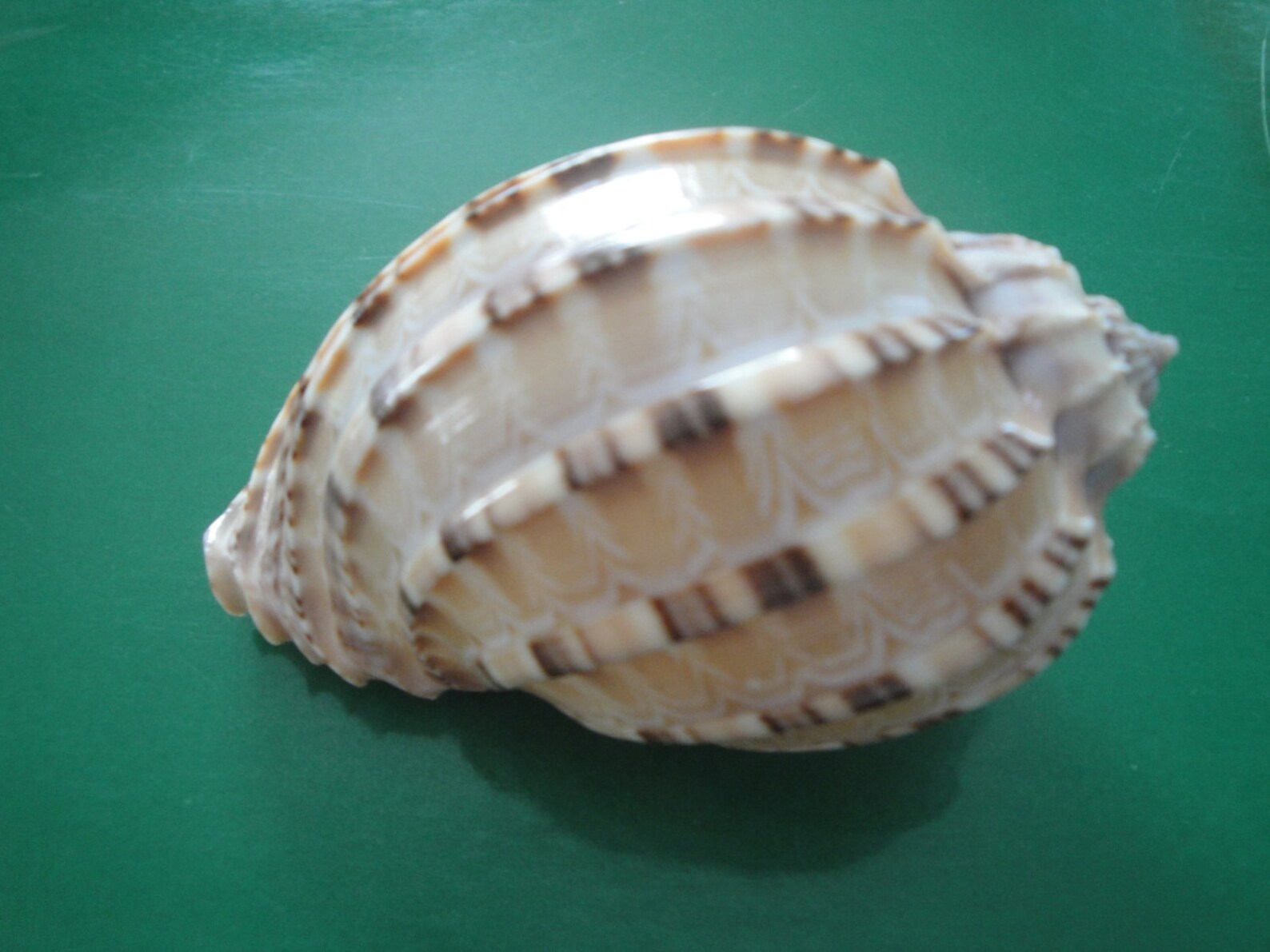 Sea Shell Seashells 3.2 Harpa Davidus Philippine Shell - Etsy