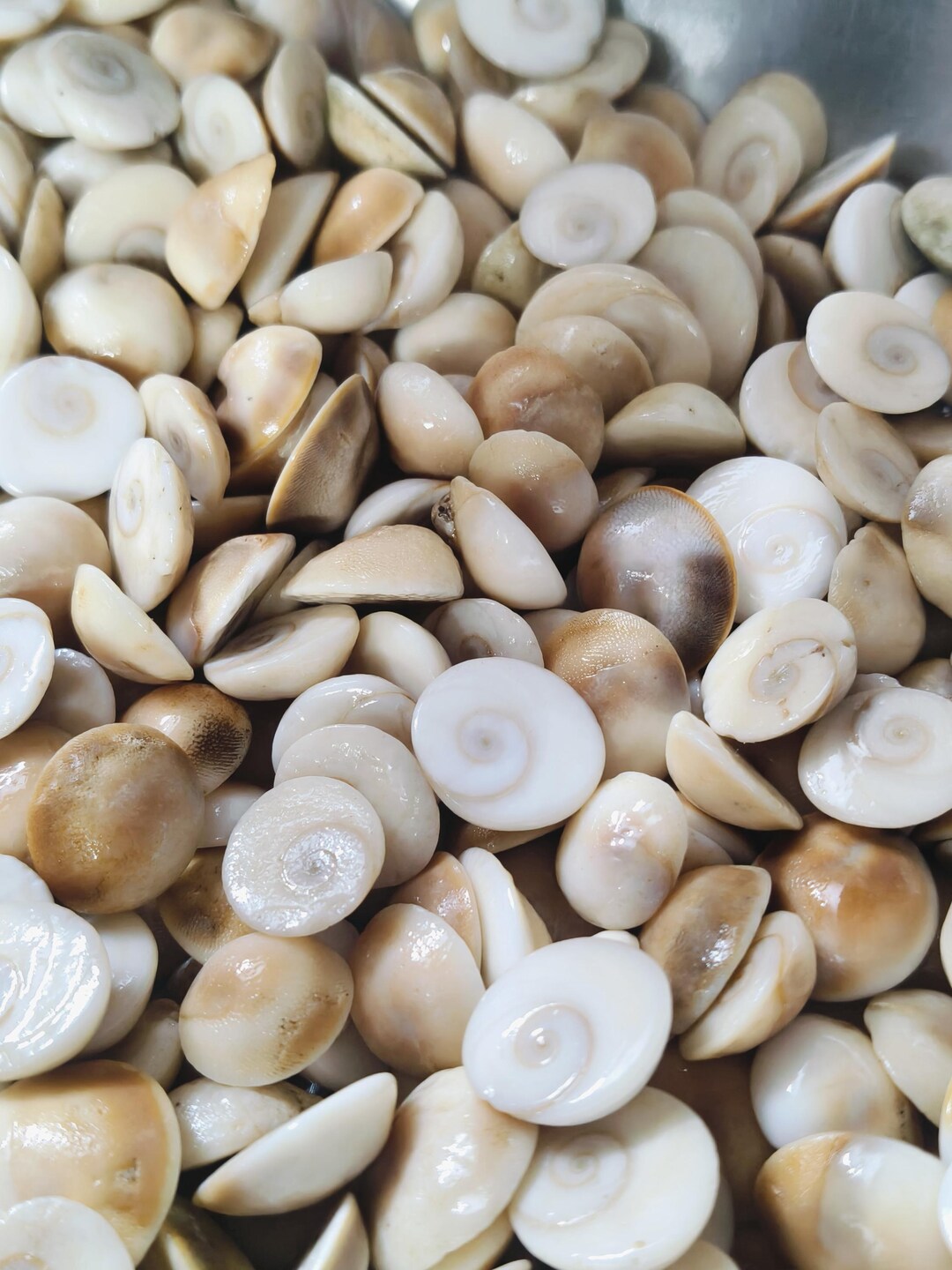 Raw Shiva Eye Shells for Jewelry Making, Unpolished Mix Size Lot - Etsy