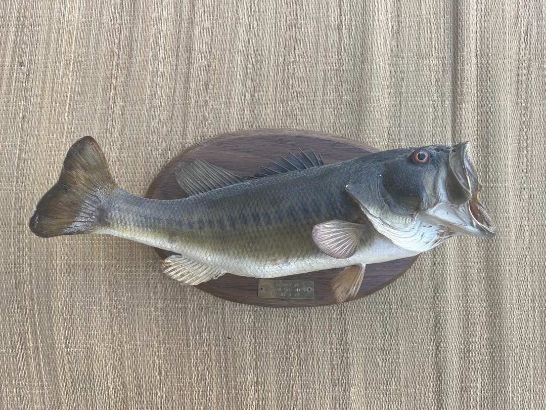Vintage Largemouth Bass 22” Mounted Taxidermy on Wood Plaque 6 1/2 Lbs ...