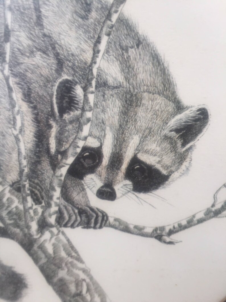 Vintage Gene Murray Limited Edition Signed Print Racoon Rustic Wood ...
