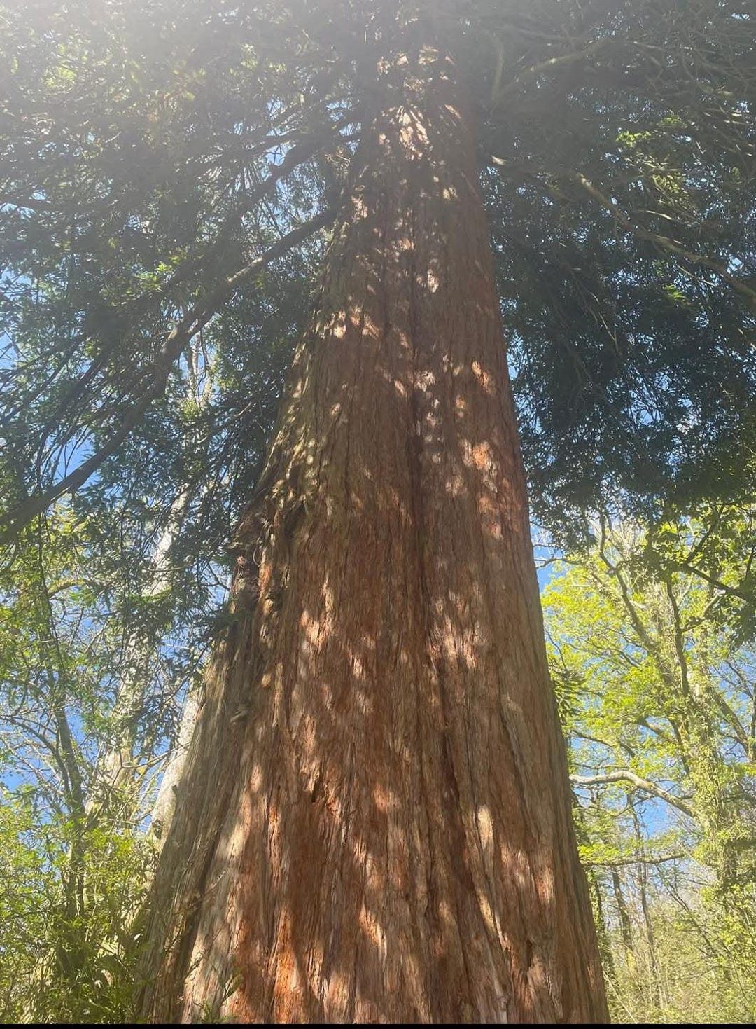 Large Tree Image - Etsy