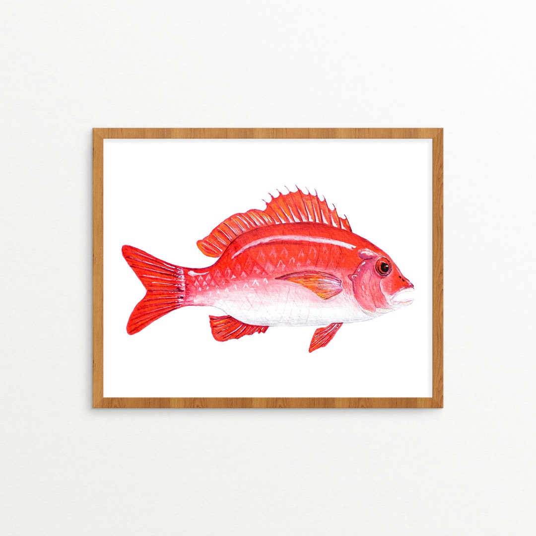 Red Snapper | Print (fish Art, Fish Gift, Red Snapper Fish, Red Snapper ...