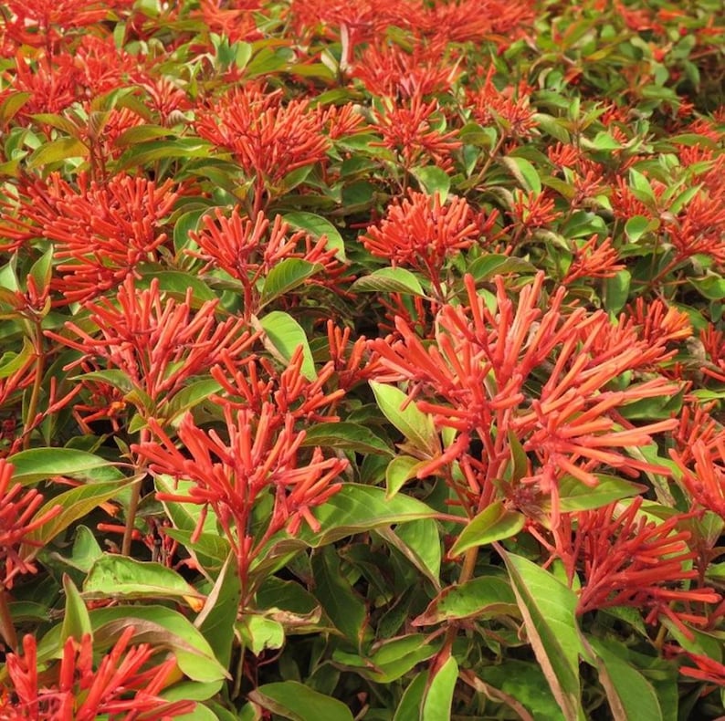 Set 4 Hamelia Mexican Firebush Starter Plant - 3-6" Tall - Hamelia ...