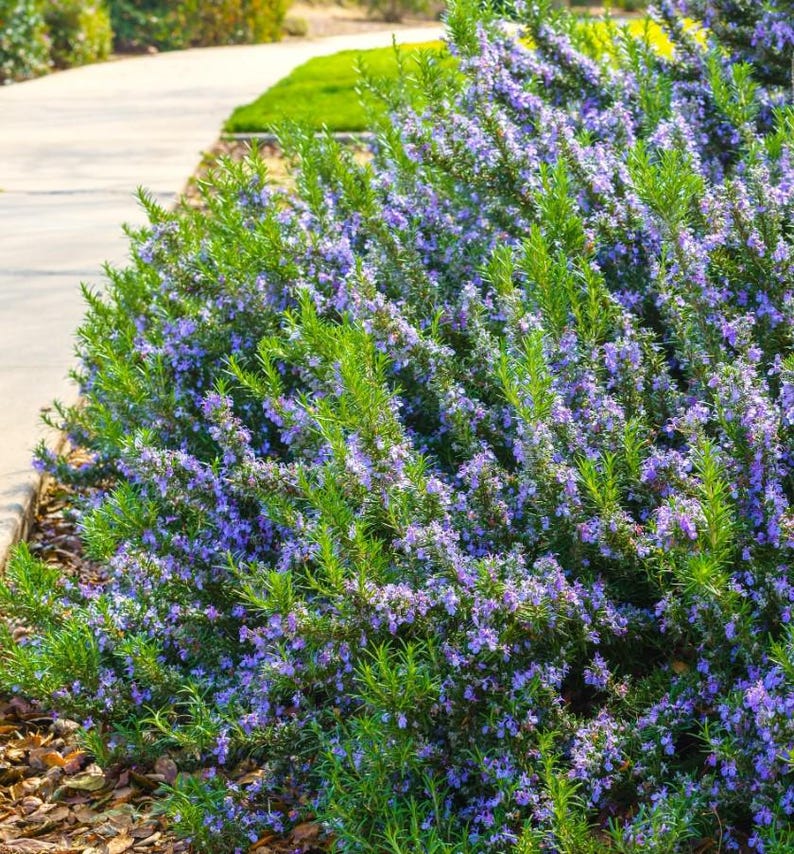 Set 3 Tuscan Blue Rosemary Starter Plants - 5-8" Tall - Salvia Tuscan ...