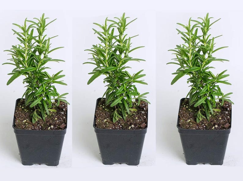 Set 6 Tuscan Blue Rosemary Starter Plants - 5-8" Tall - Salvia Tuscan ...