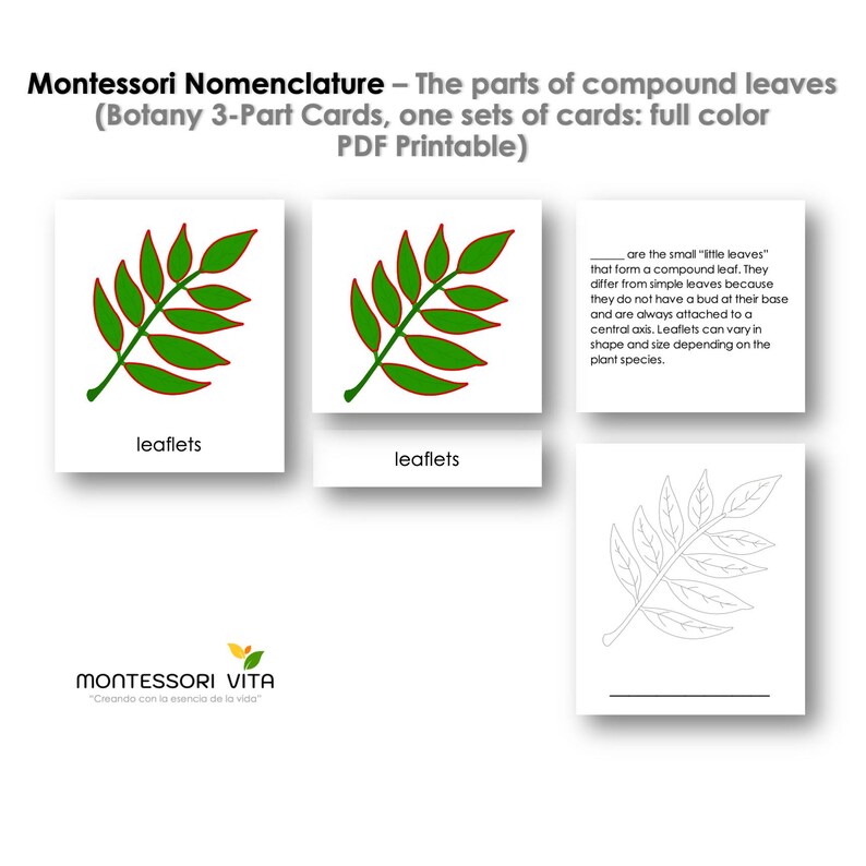 Montessori Nomenclature (english) – the Parts of Compound Leaves ...