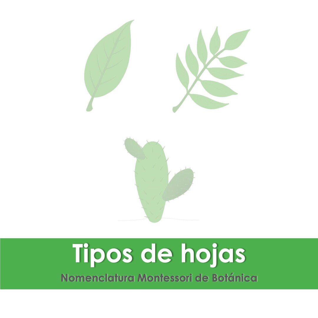 Montessori Nomenclature (spanish) – Types of Leaves | Printable PDF ...