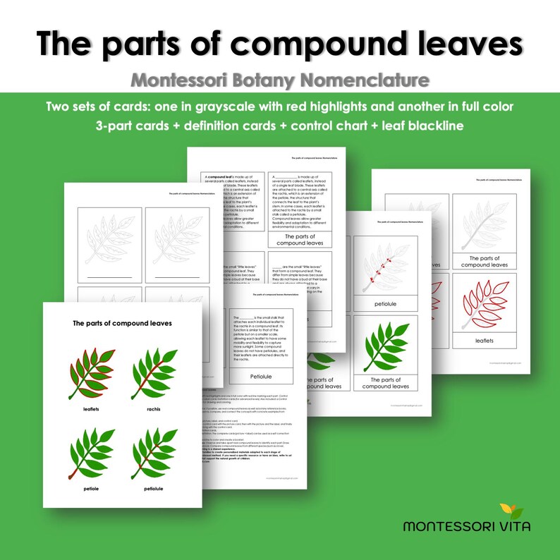 Montessori Nomenclature (english) – the Parts of Compound Leaves ...