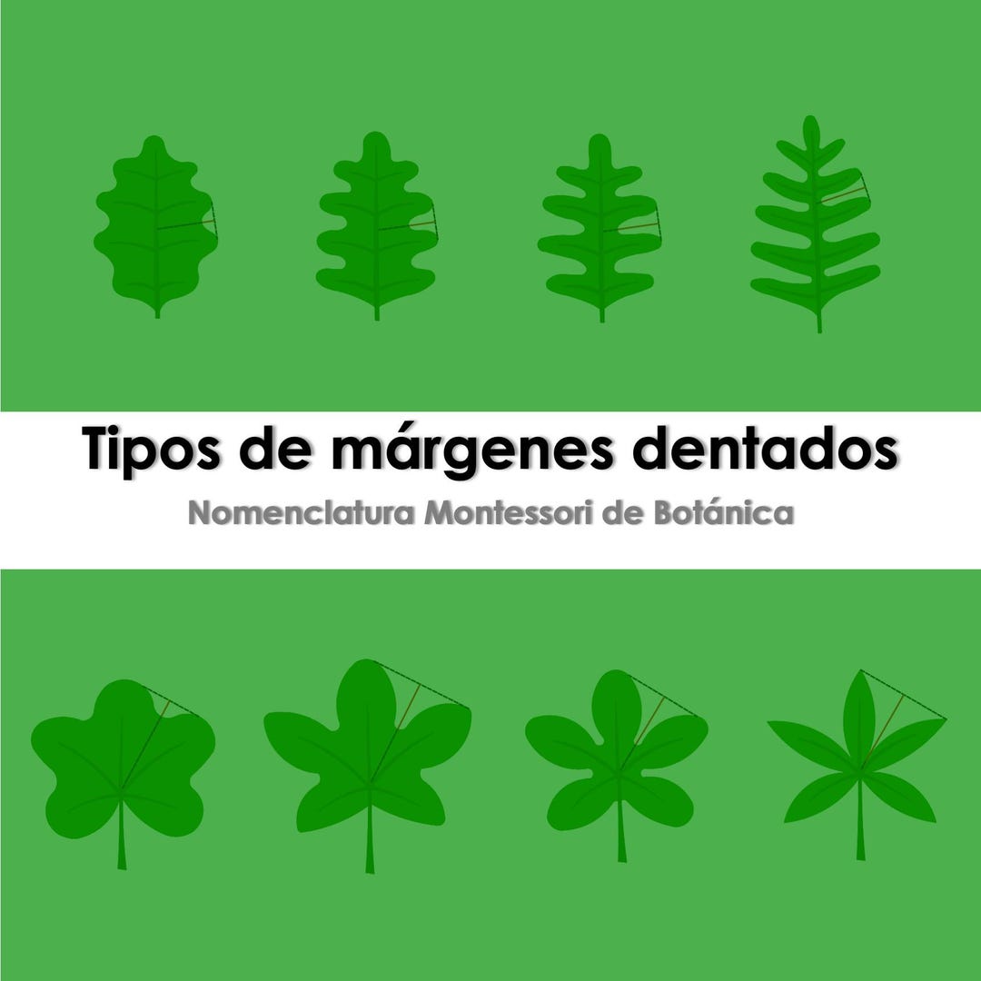 Montessori Nomenclature (spanish) – Types of Serrated Margins ...
