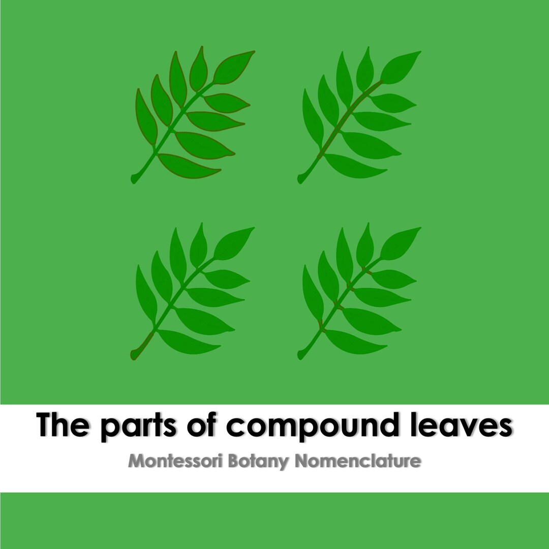Montessori Nomenclature (english) – the Parts of Compound Leaves ...