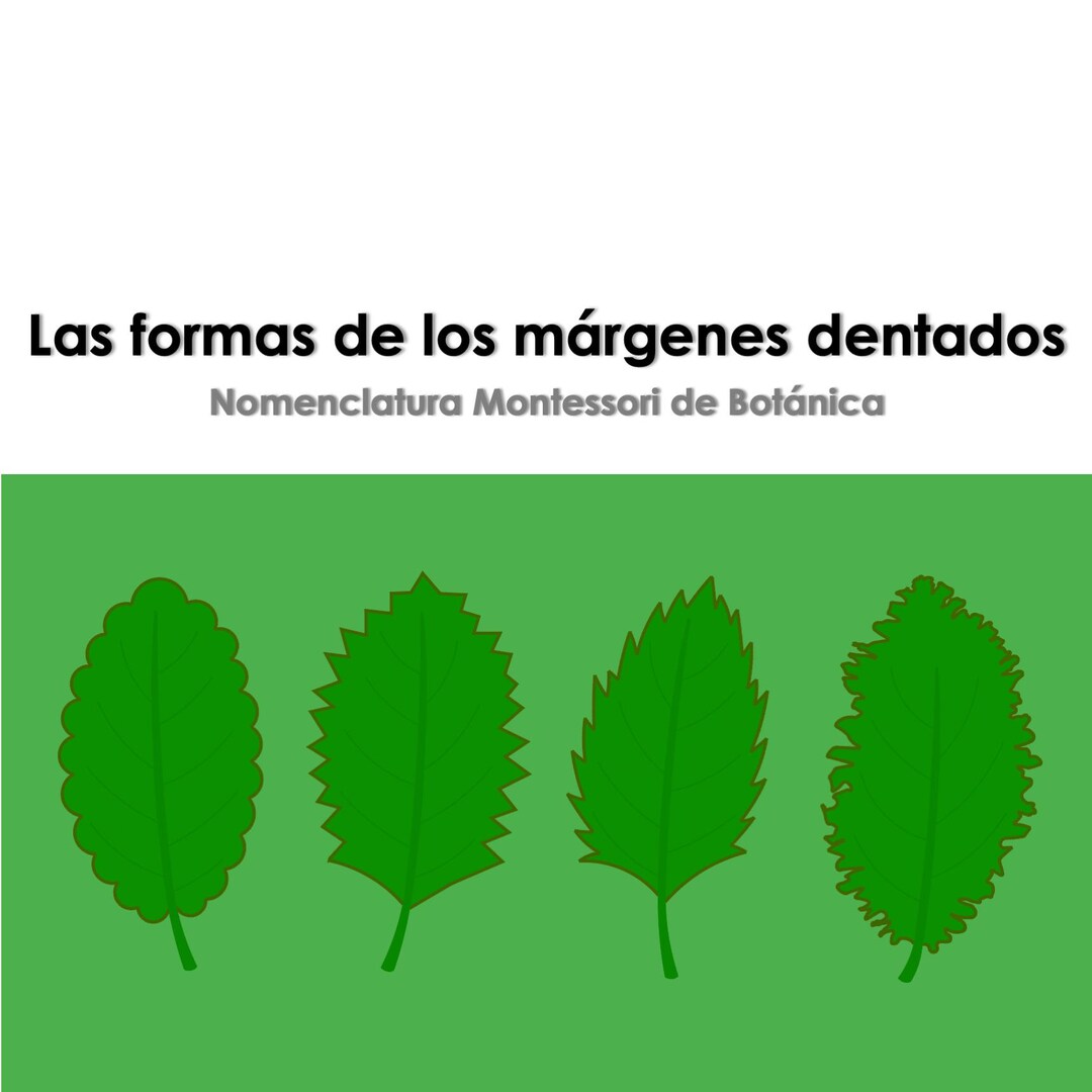 Montessori Nomenclature (spanish) – the Shapes of the Serrated Margins ...