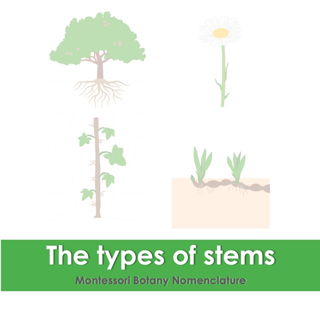 Montessori Nomenclature (english) – the Types of Stems | Printable PDF ...