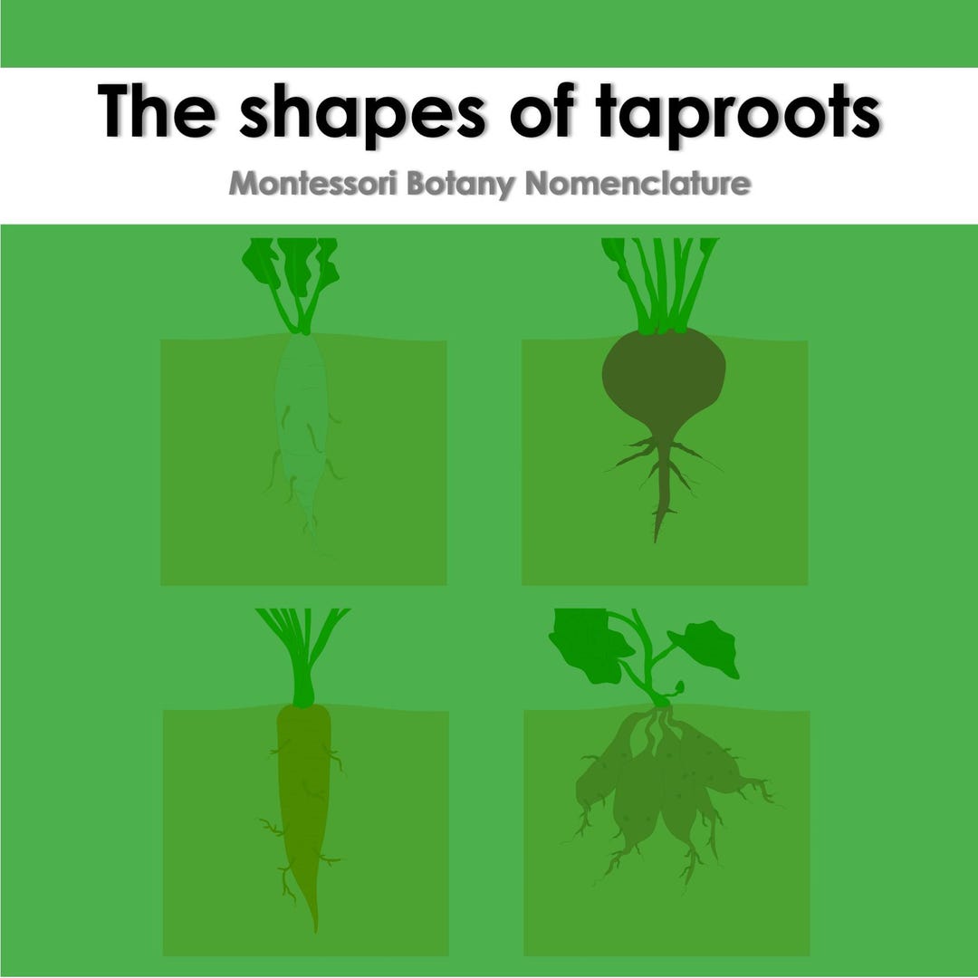 Montessori Nomenclature (english) – the Shapes of Taproots | Printable ...