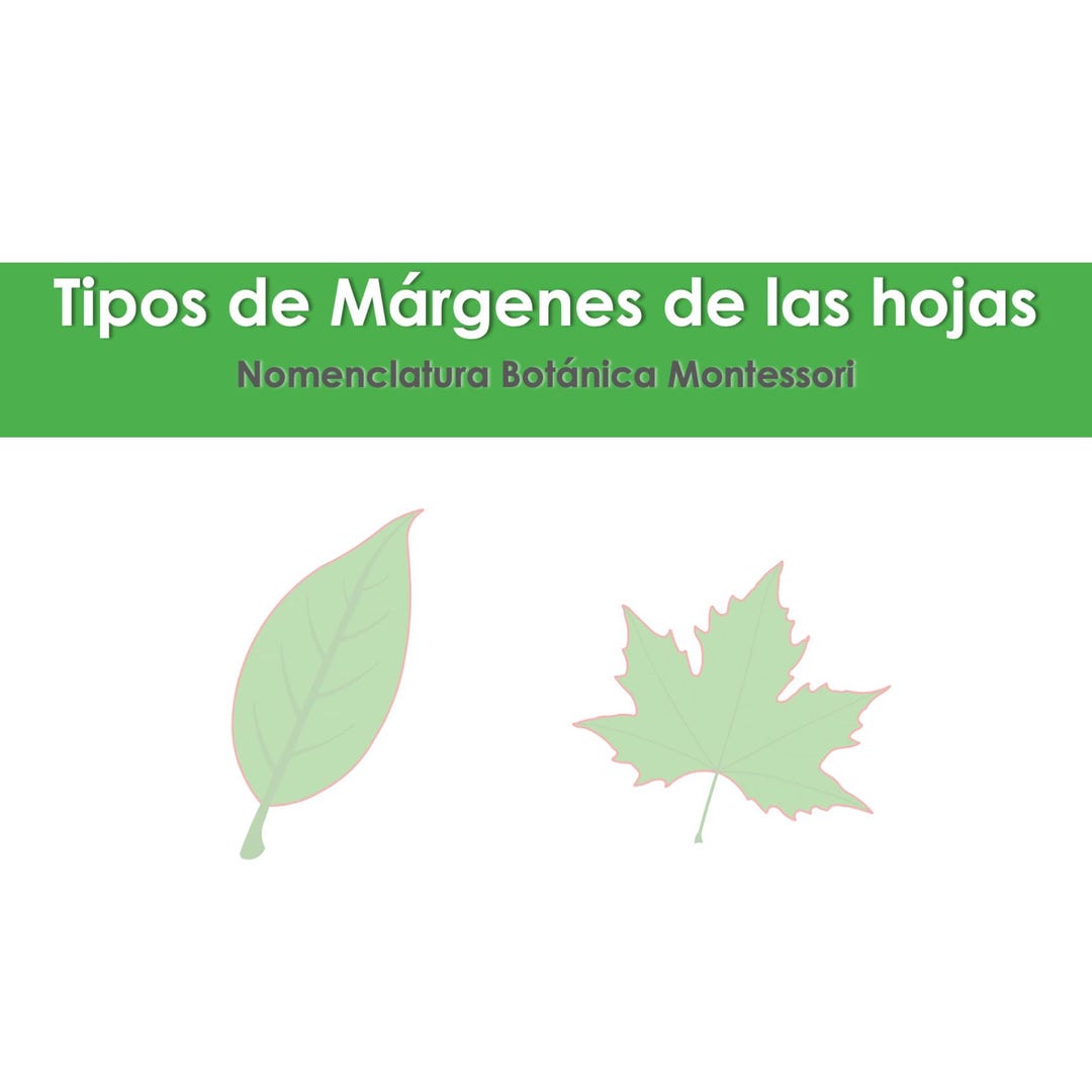 Nomenclatura Montessori (español) – Tipos De Márgenes De Las Hojas ...