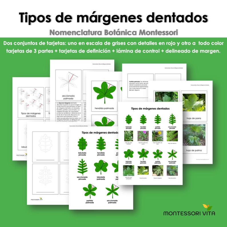 Nomenclatura Montessori (español) – Tipos De Márgenes Dentados ...
