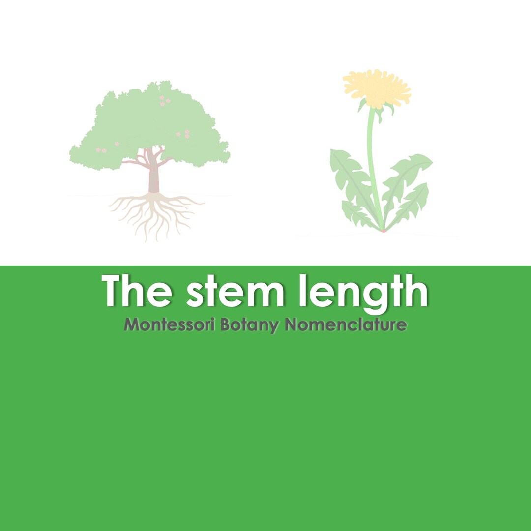 Montessori Nomenclature (english) – the Stem Length | Printable PDF ...