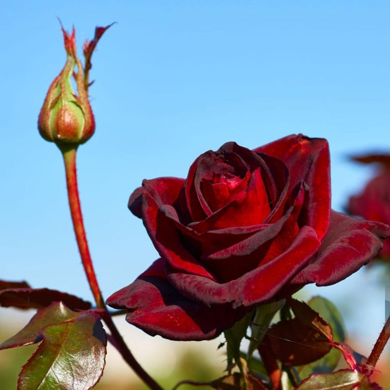 50 Red Rose Seeds | Cold Hardy, Open-pollinated Perennial Rose Flower ...