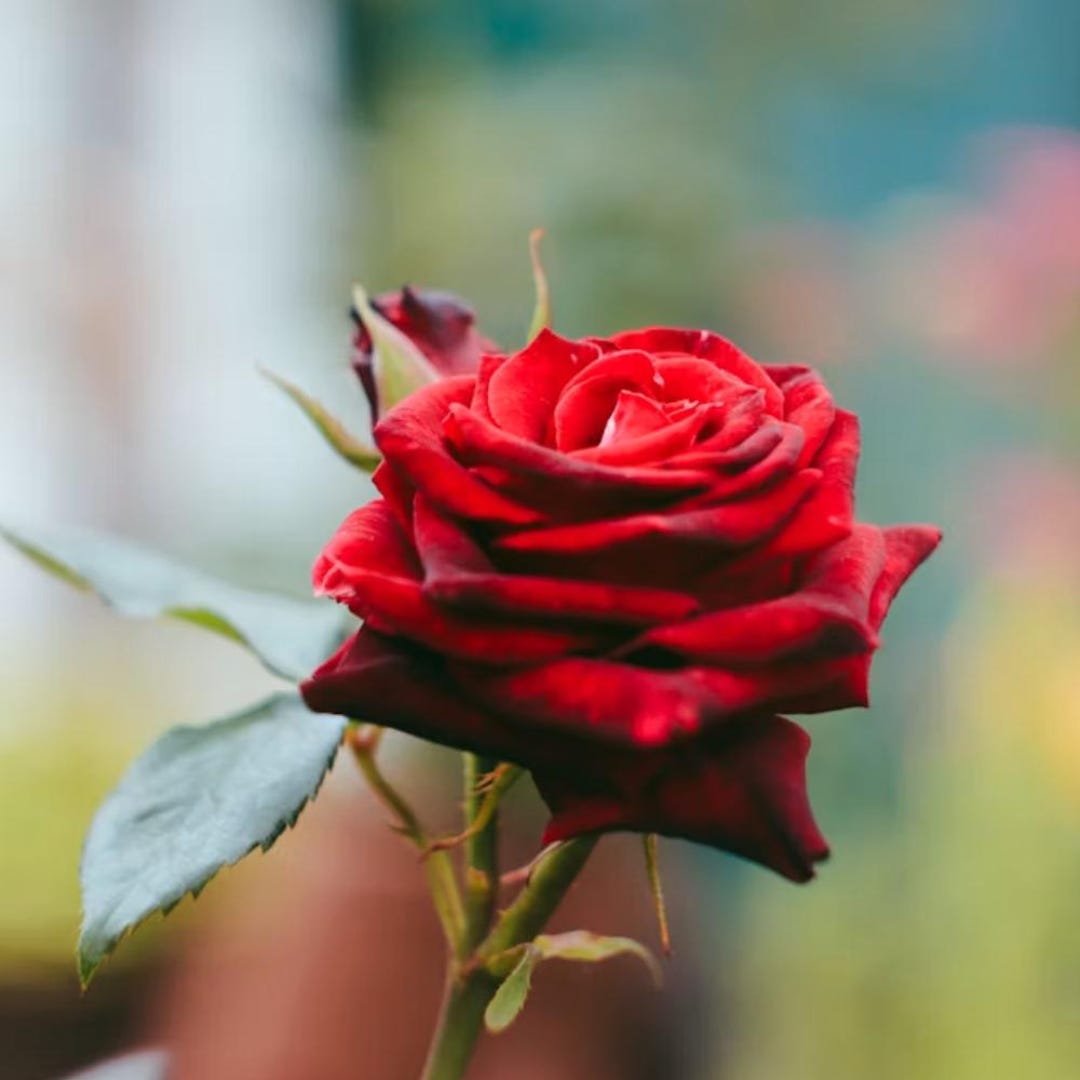50 Red Rose Seeds | Cold Hardy, Open-pollinated Perennial Rose Flower ...