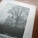Winter Tree hand Pulled, Limited Edition - Etsy