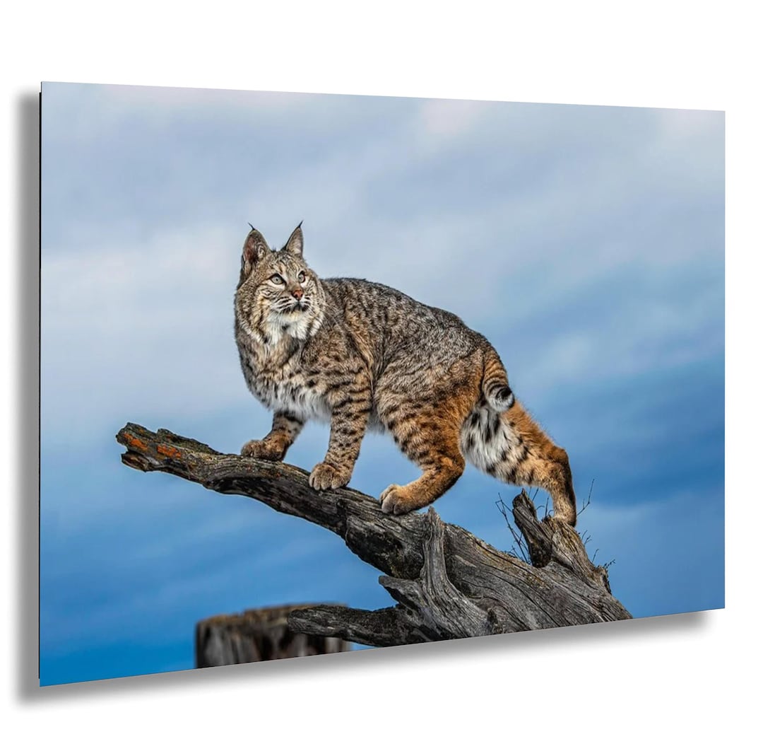 Bobcat on Log Print: Montana Wildlife Photography, Rustic Wall Art - Etsy