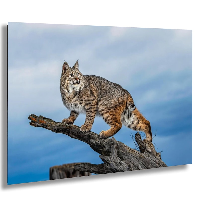 Bobcat Photography Prints - Etsy