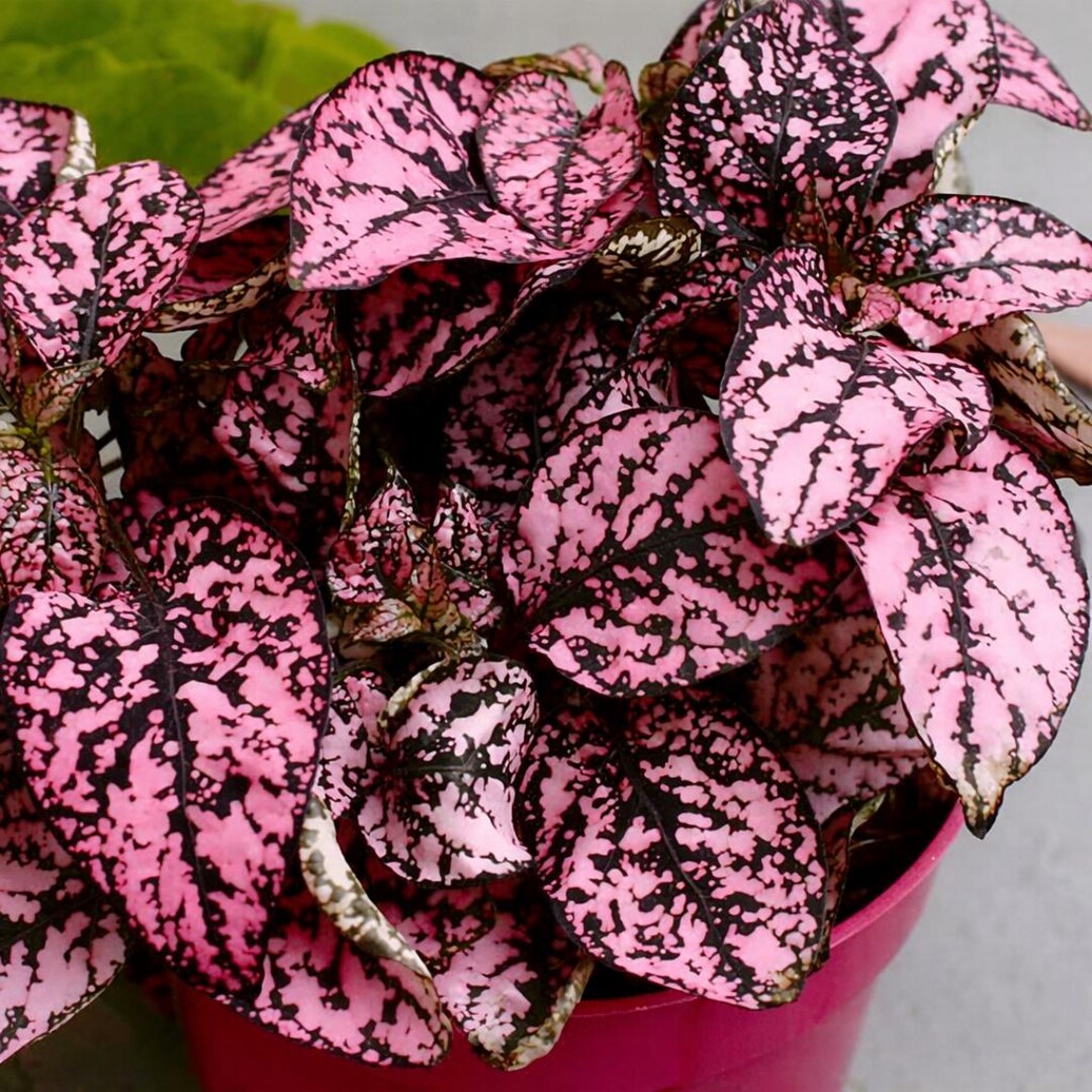 Hypoestes Splash Pink Seeds | Polka Dot Shade Annual Plant - Etsy