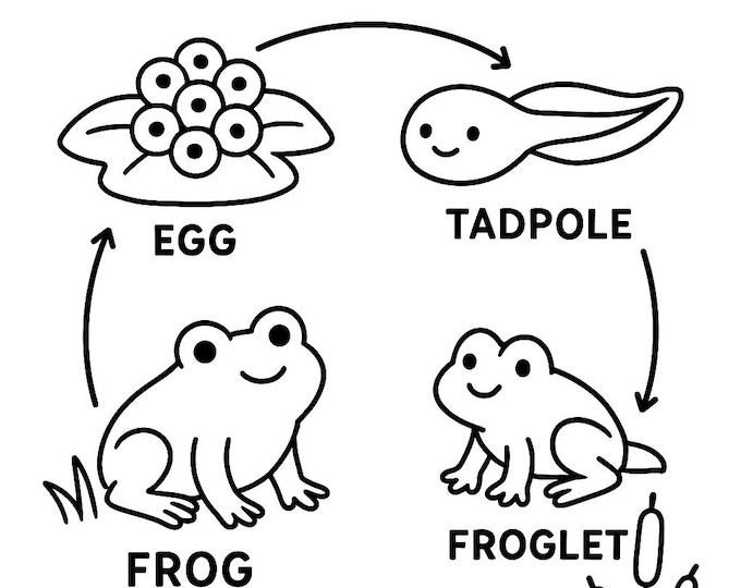 Frog Life Cycle Coloring Page: Educational Nature Craft (PDF Download ...