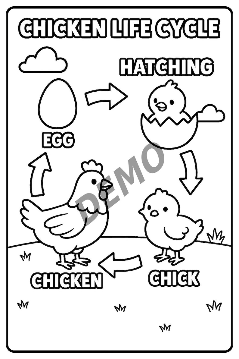 Chicken Life Cycle Diagram: Educational Worksheet + Glossary (PDF) - Etsy