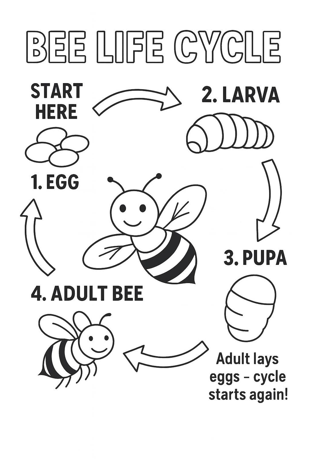 Bee Life Cycle Coloring Page: Educational Insect Worksheet (printable ...