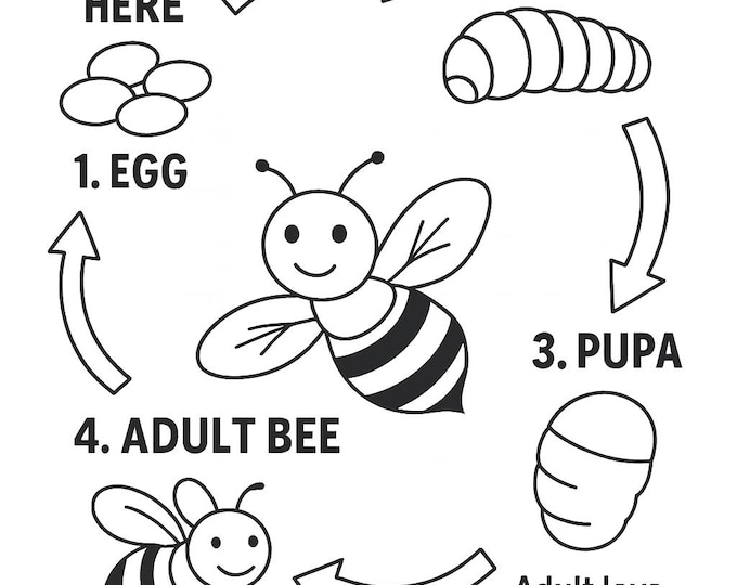 Bee Life Cycle Coloring Page: Educational Insect Worksheet (printable ...