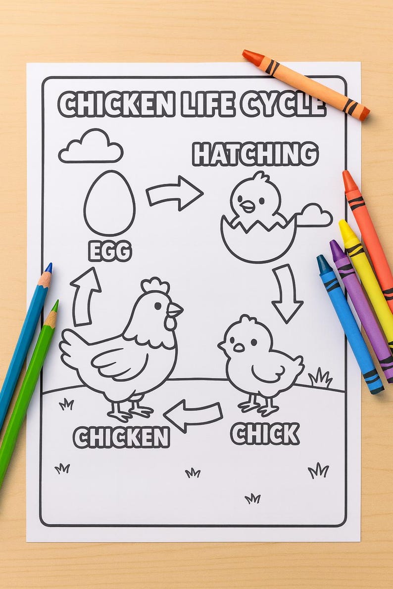Chicken Life Cycle Diagram: Educational Worksheet + Glossary (PDF) - Etsy