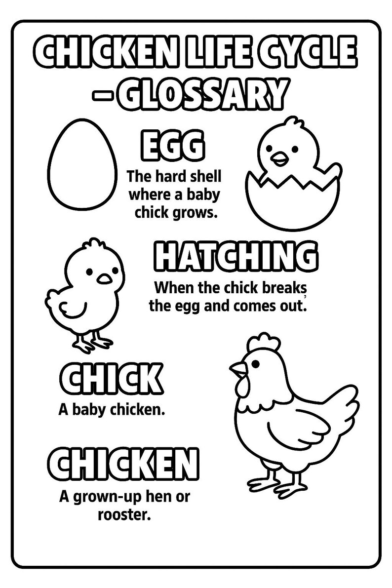 Chicken Life Cycle Diagram: Educational Worksheet + Glossary (PDF) - Etsy