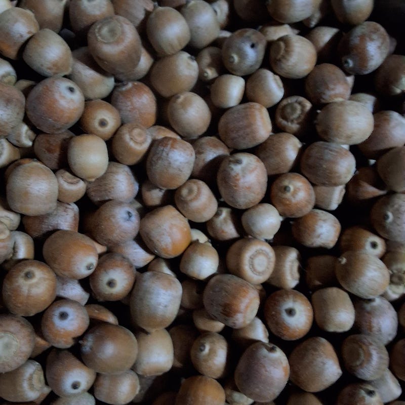 Acorns With Caps Bulk - Etsy