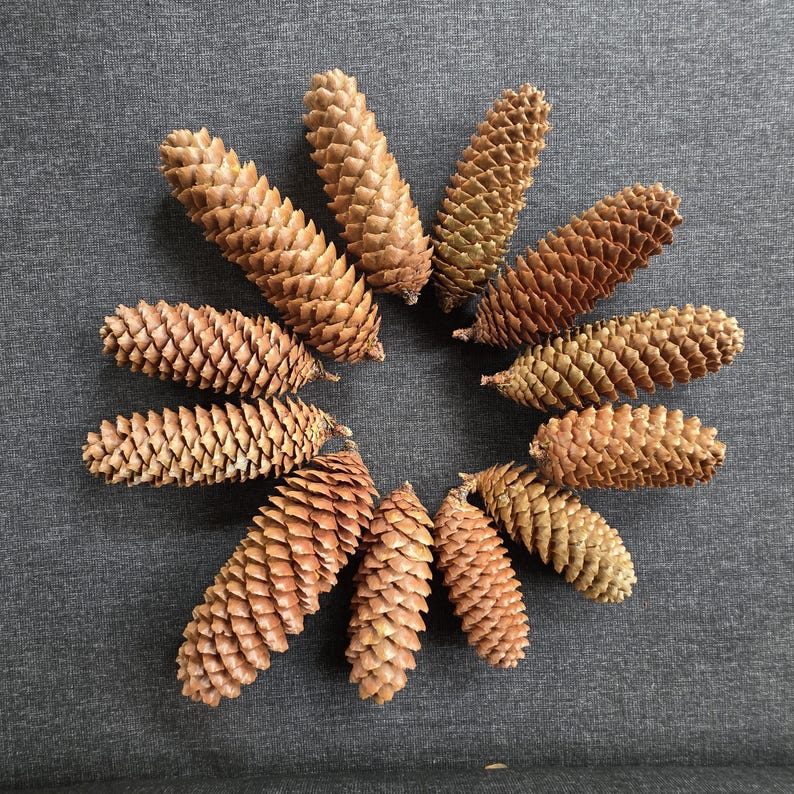 Sugar Pine Pinecones (12ct Multi Size Bulk) - Etsy