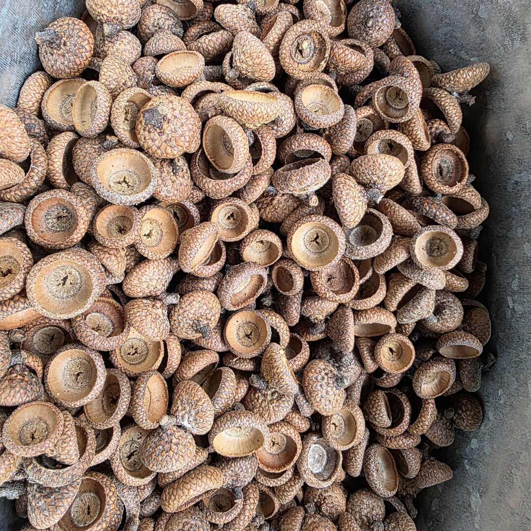 Natural Oak Acorn Caps - Craft Supplies, 2 Ounces - Etsy