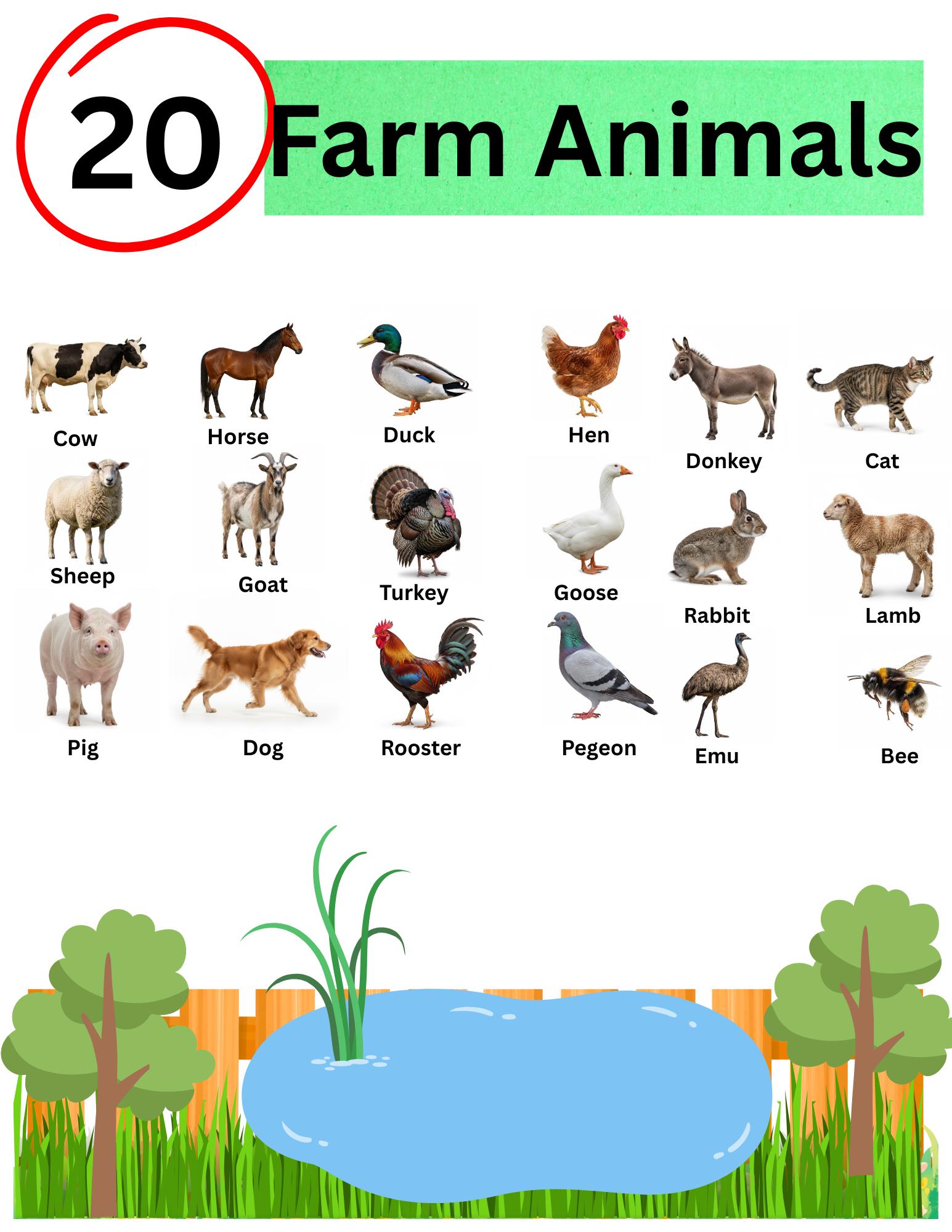 18 Farm Animal Flash Cards | Montessori Learning Cards | Real Picture ...