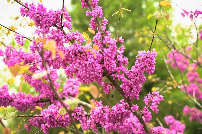 5 Redbud Tree Plants | Well Rooted Bare Root Seedlings - Etsy Canada