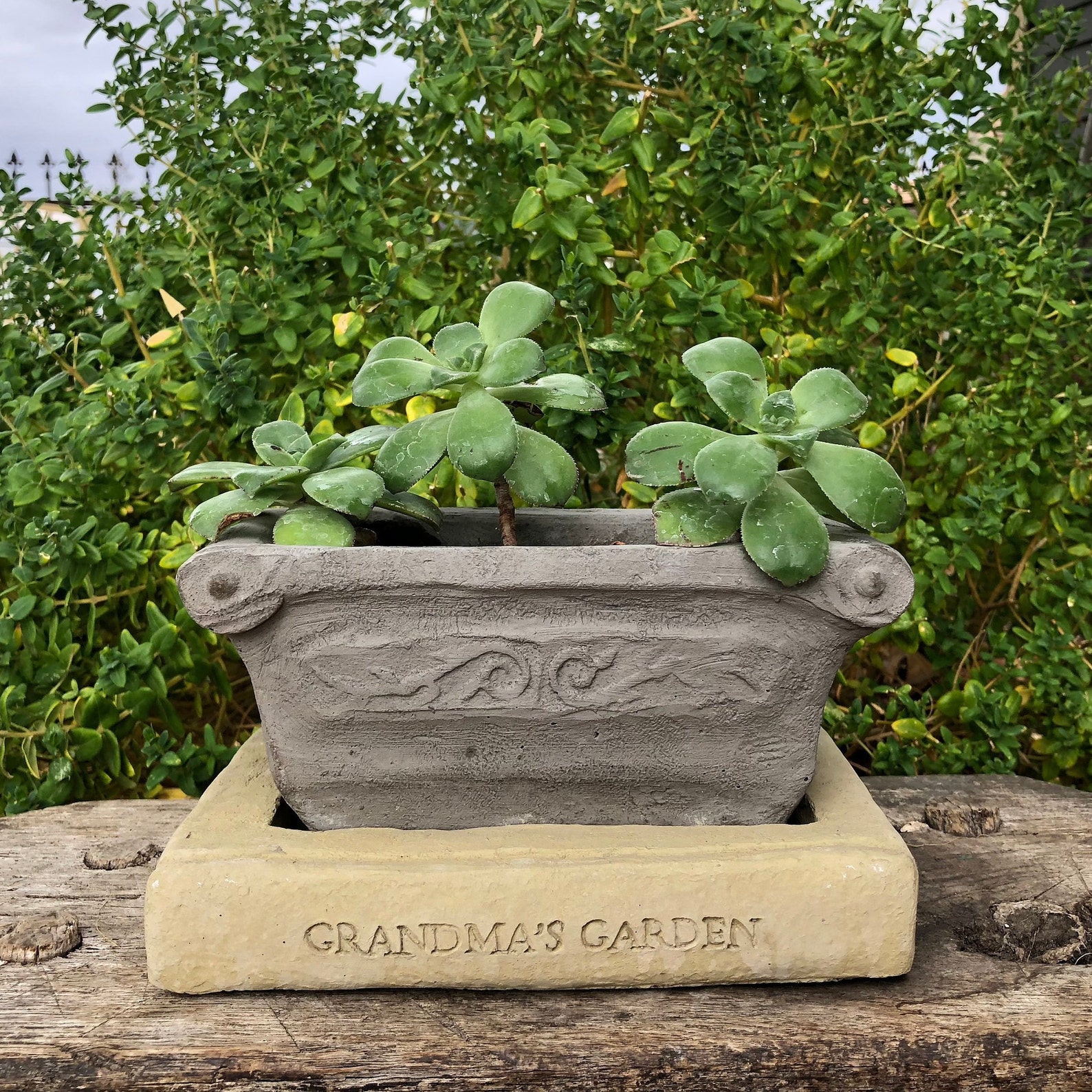 LIBRARY PLANTER title & Color Options: Solid Stone Book - Etsy