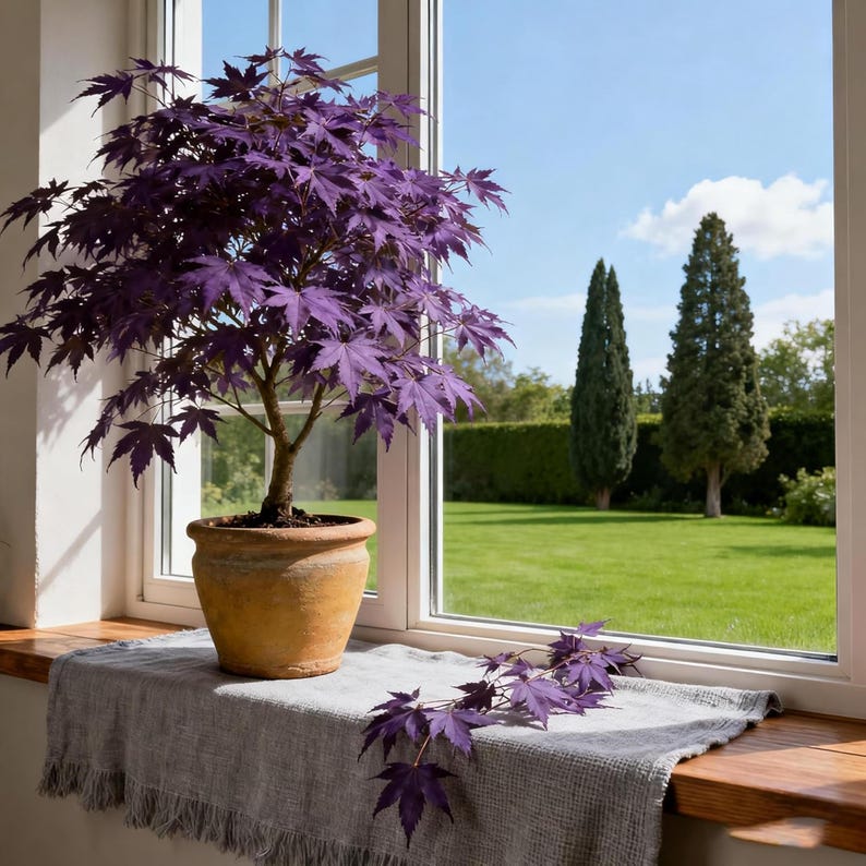 Purple Maple Tree Seeds | Rare Acer Palmatum - Etsy